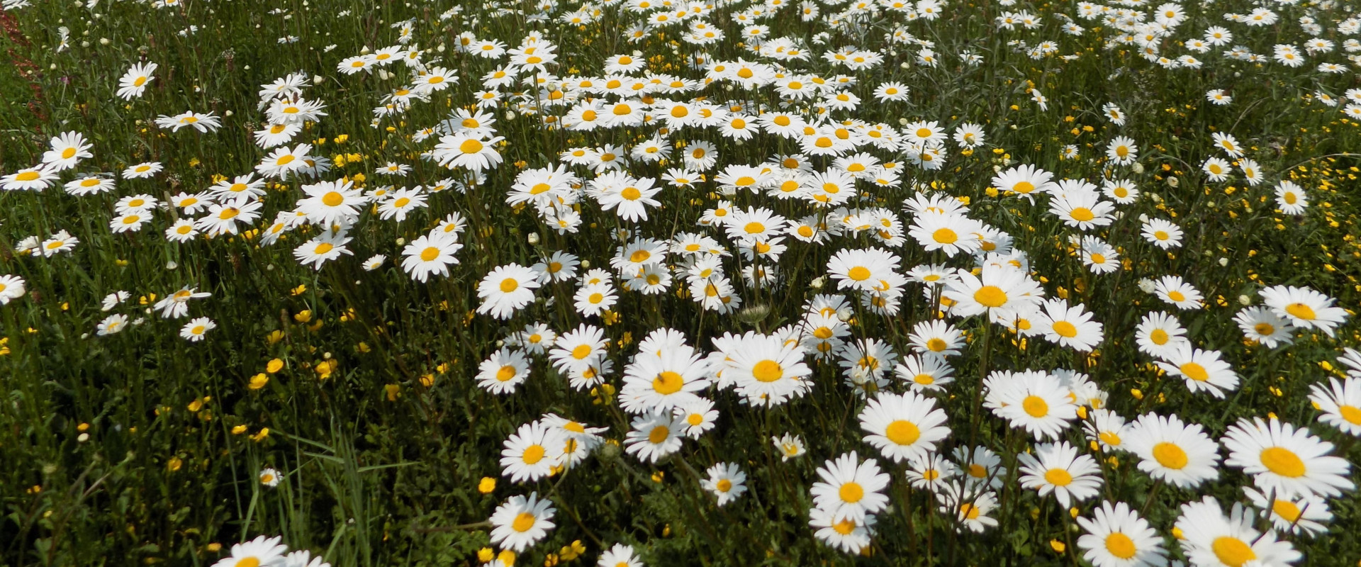 Tariffs & Booking | Old Summer Dairy